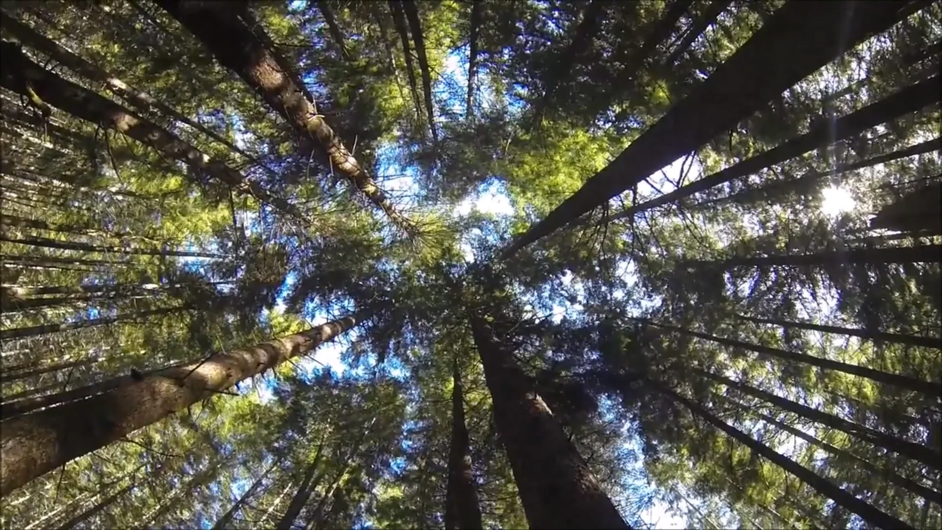 forest on Vimeo