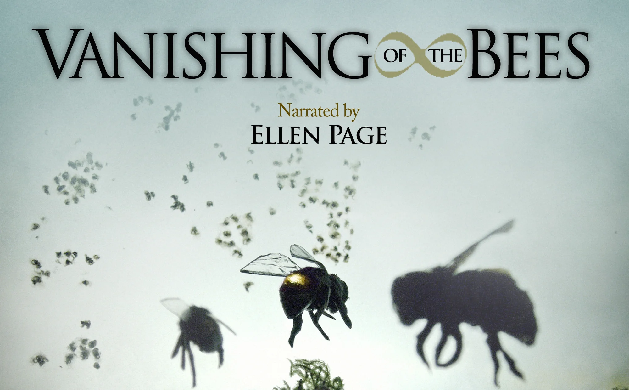 Vanishing of the Bees