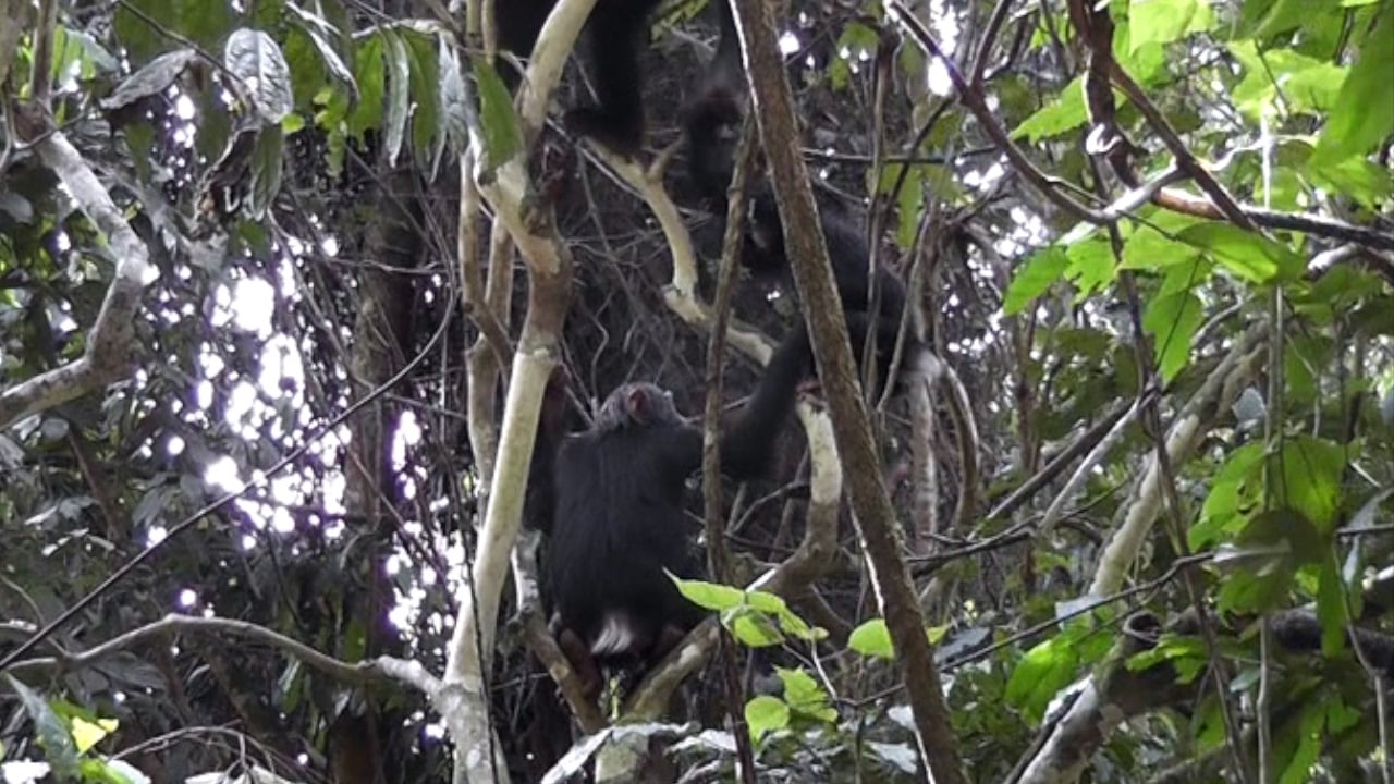 Chimp Grab hold 1 on Vimeo