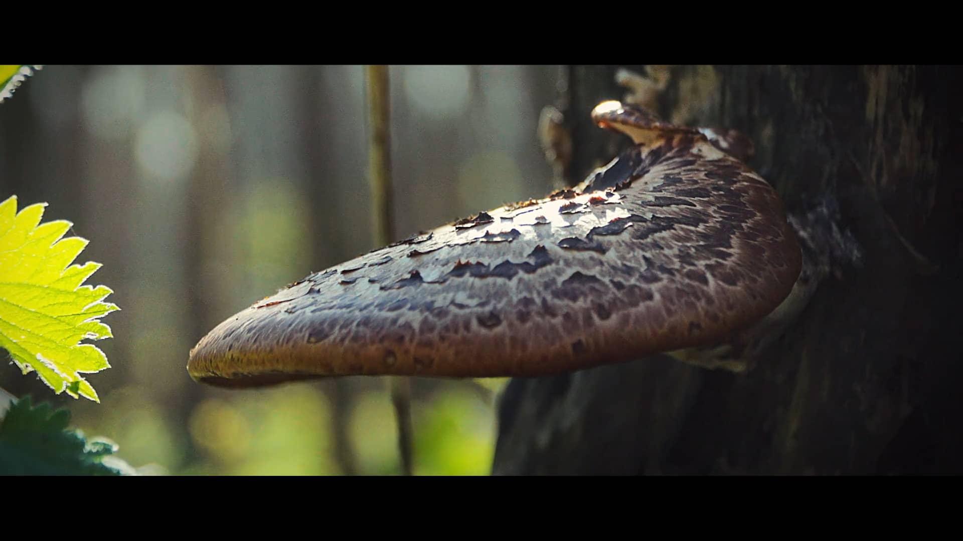 Spring trees on Vimeo