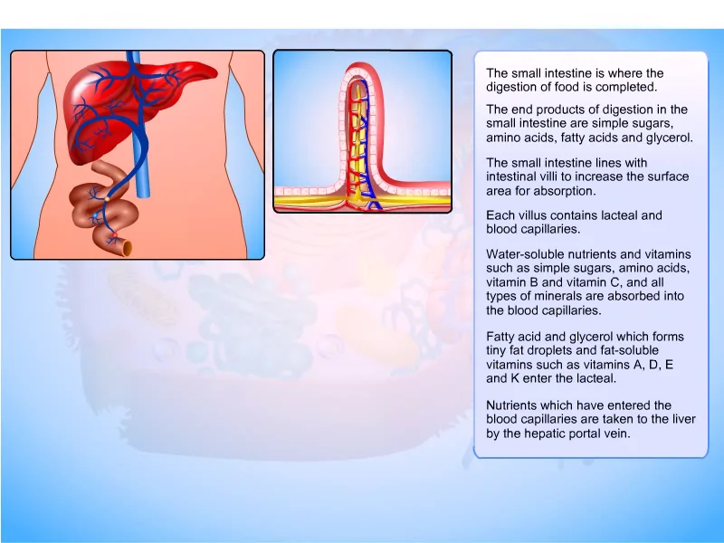 6 Assimilation of digested food on Vimeo
