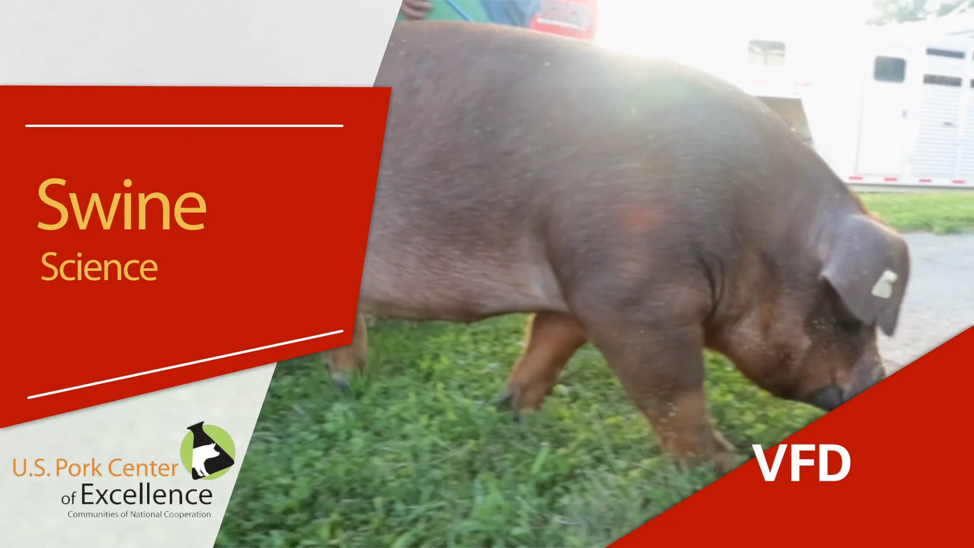 Swine Science: Veterinary Feed Directive