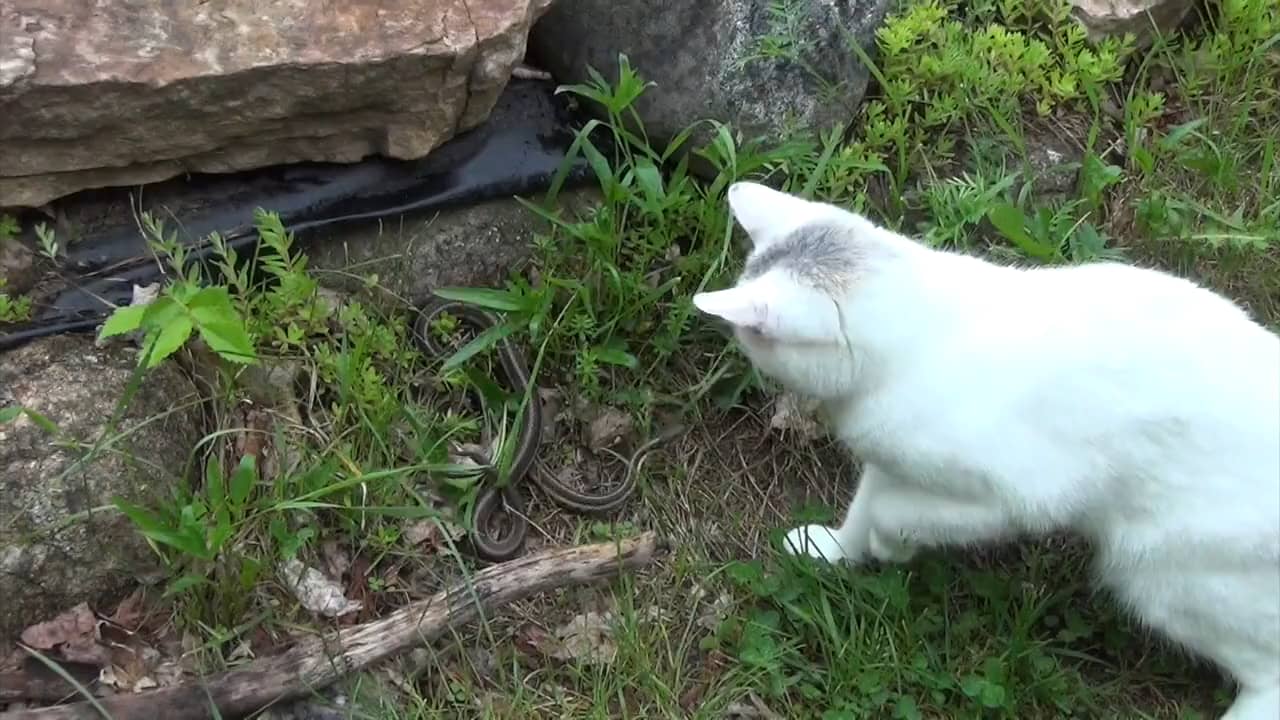 Daisy & snake on Vimeo