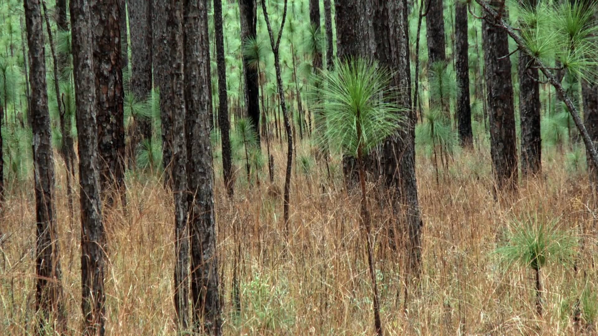 Alabama Legacy Moment: Longleaf Pine Forests on Vimeo