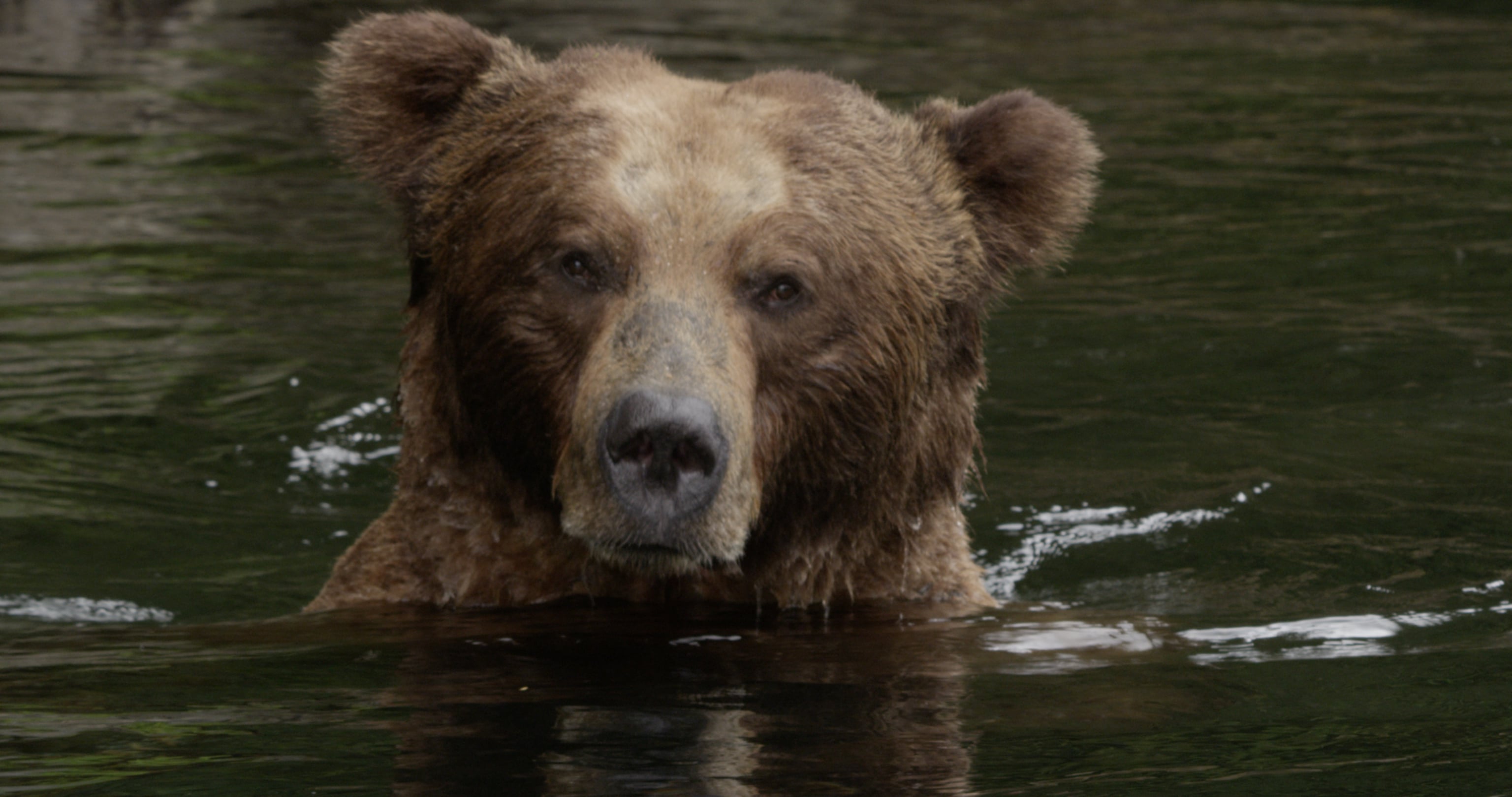 Grizzly Bears on Vimeo