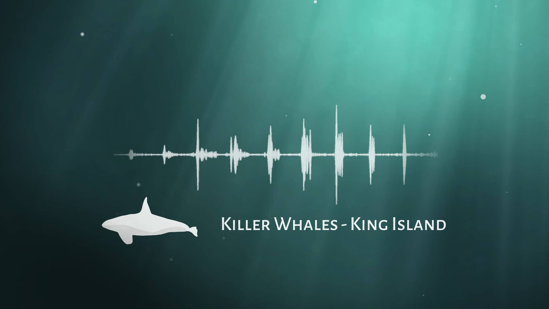 Pacific Wild June 2017 Orca Month: Orca Hydrophone Visualization on Vimeo