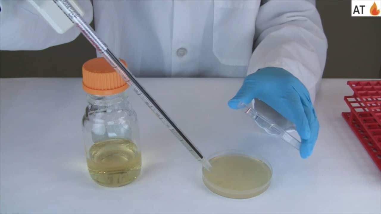 Phage Discovery Guide: Plaque Assay Protocol on Vimeo