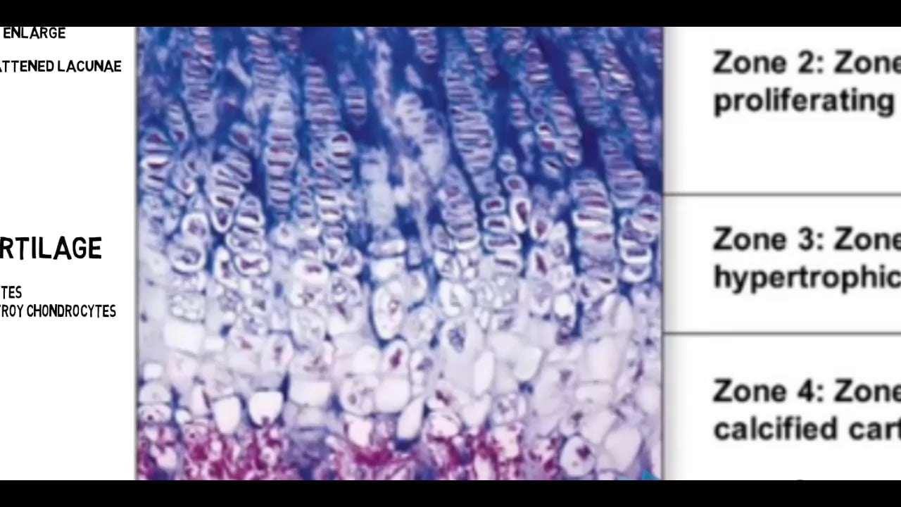 skeletal system, Interstitial_growth_vs_Appositional_Growth on Vimeo