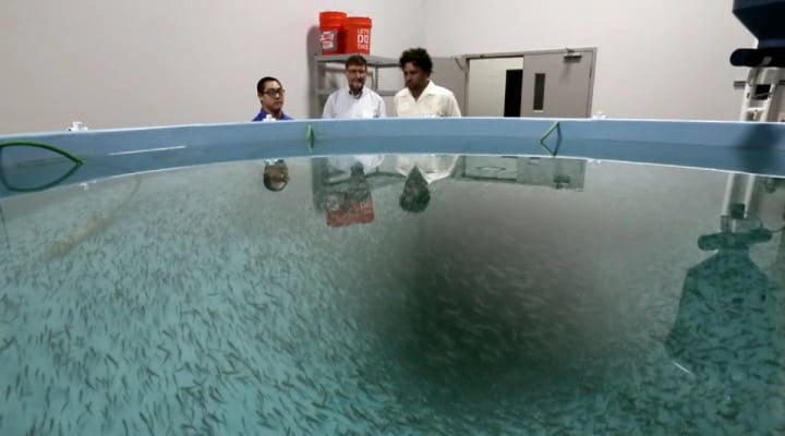 Fish Video MP4 on Vimeo