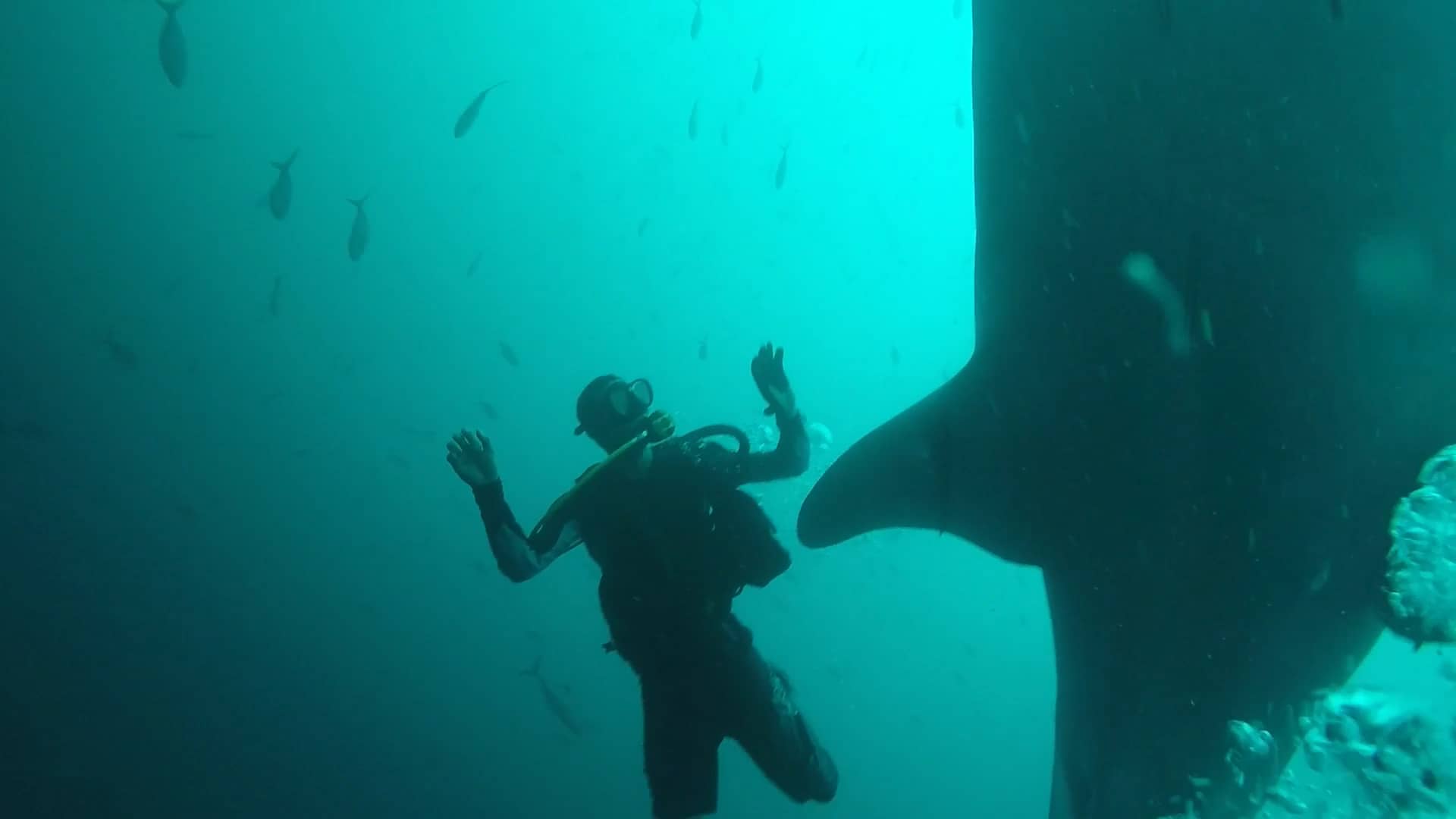 Buceo en arusi, Choco, Colombia on Vimeo