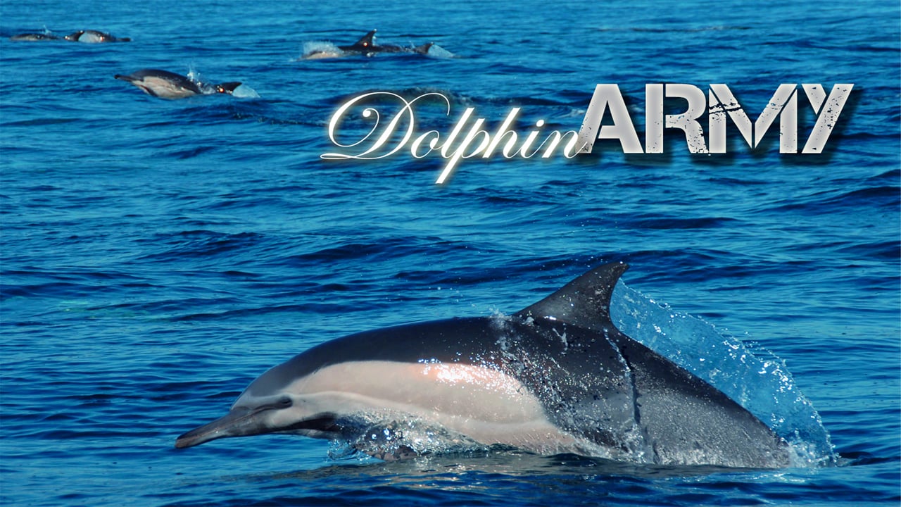Watch Dolphin Army Online | Vimeo On Demand on Vimeo