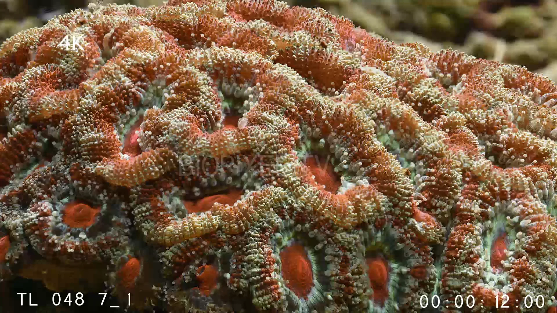 Coral Polyp - Hard polyps time lapse 4K 2 on Vimeo