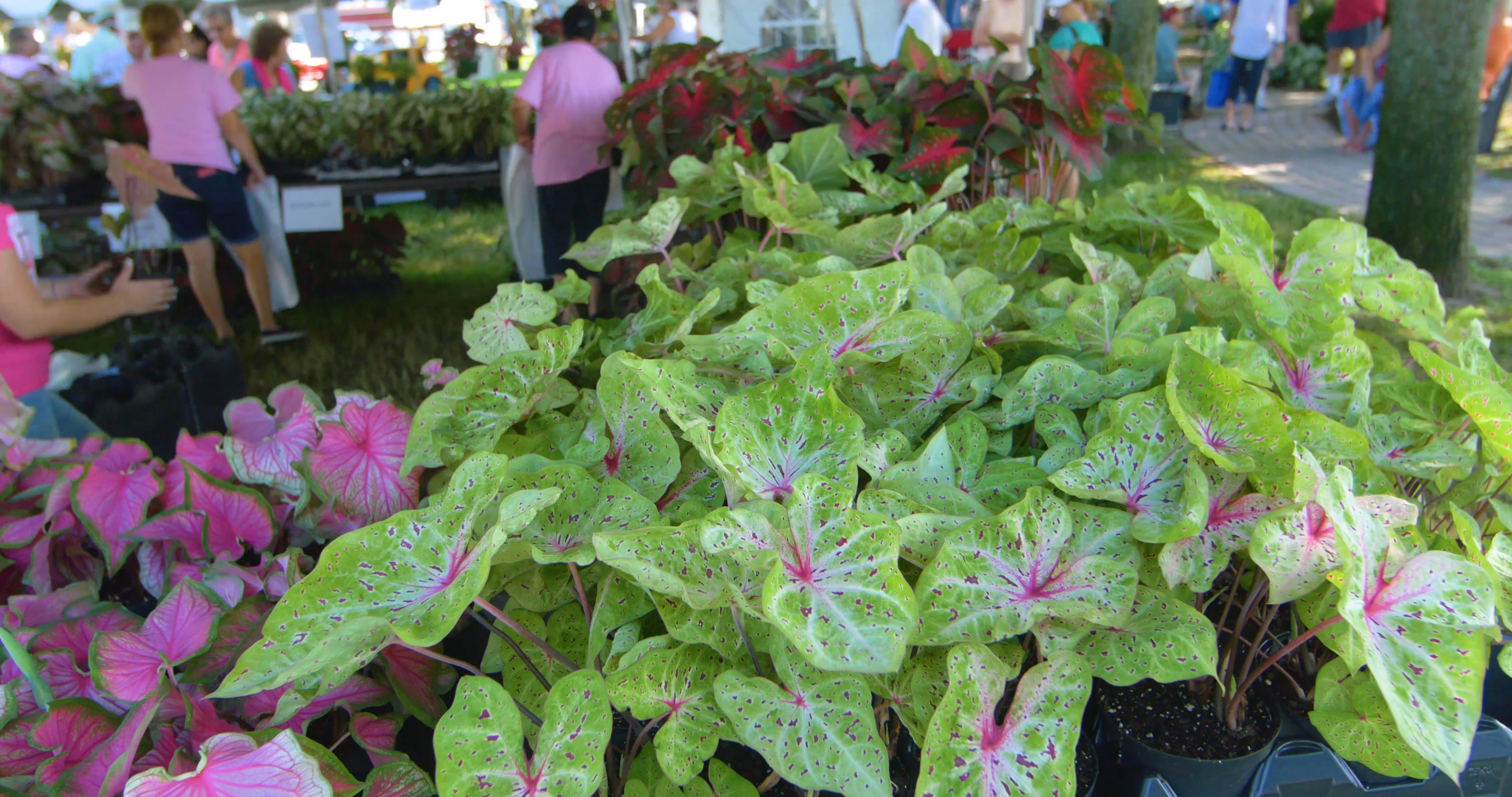 Highlands Caladium fields & festival on Vimeo