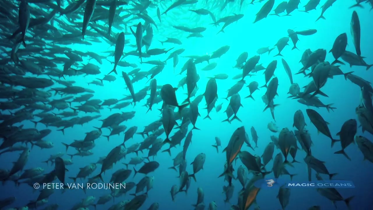 Huge school of Yellowfin Jack Fish on Vimeo