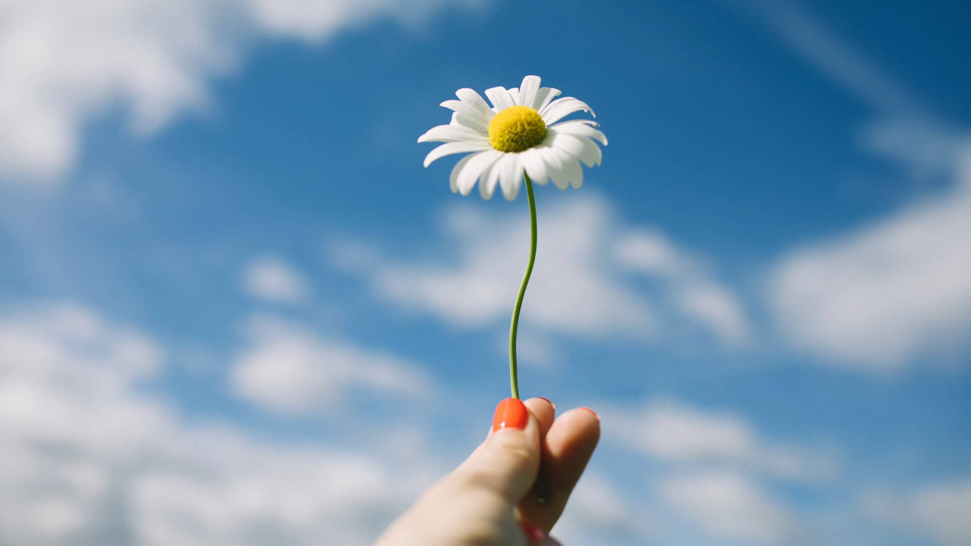 HELLO DAISY on Vimeo