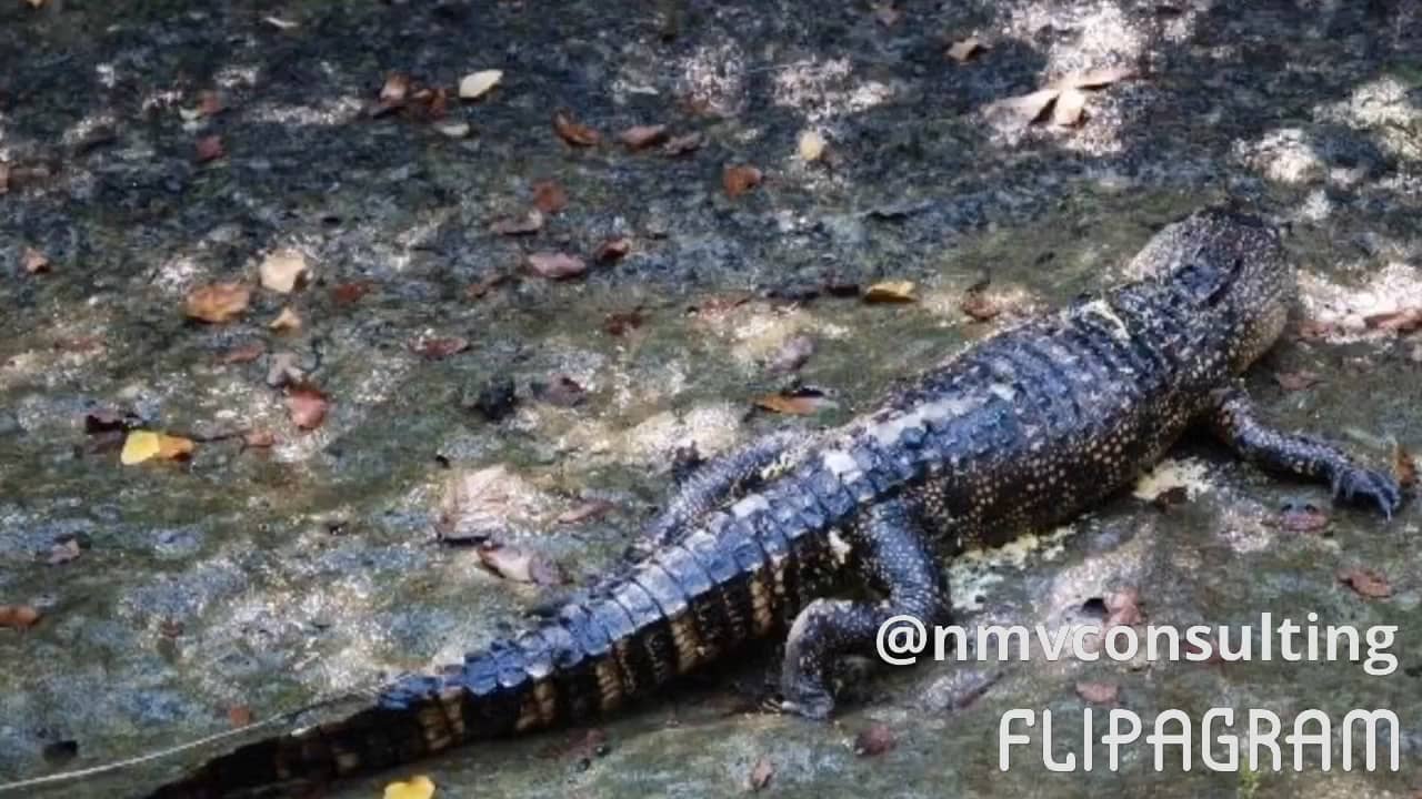 2017 june canoe trip lower sepulga river on Vimeo