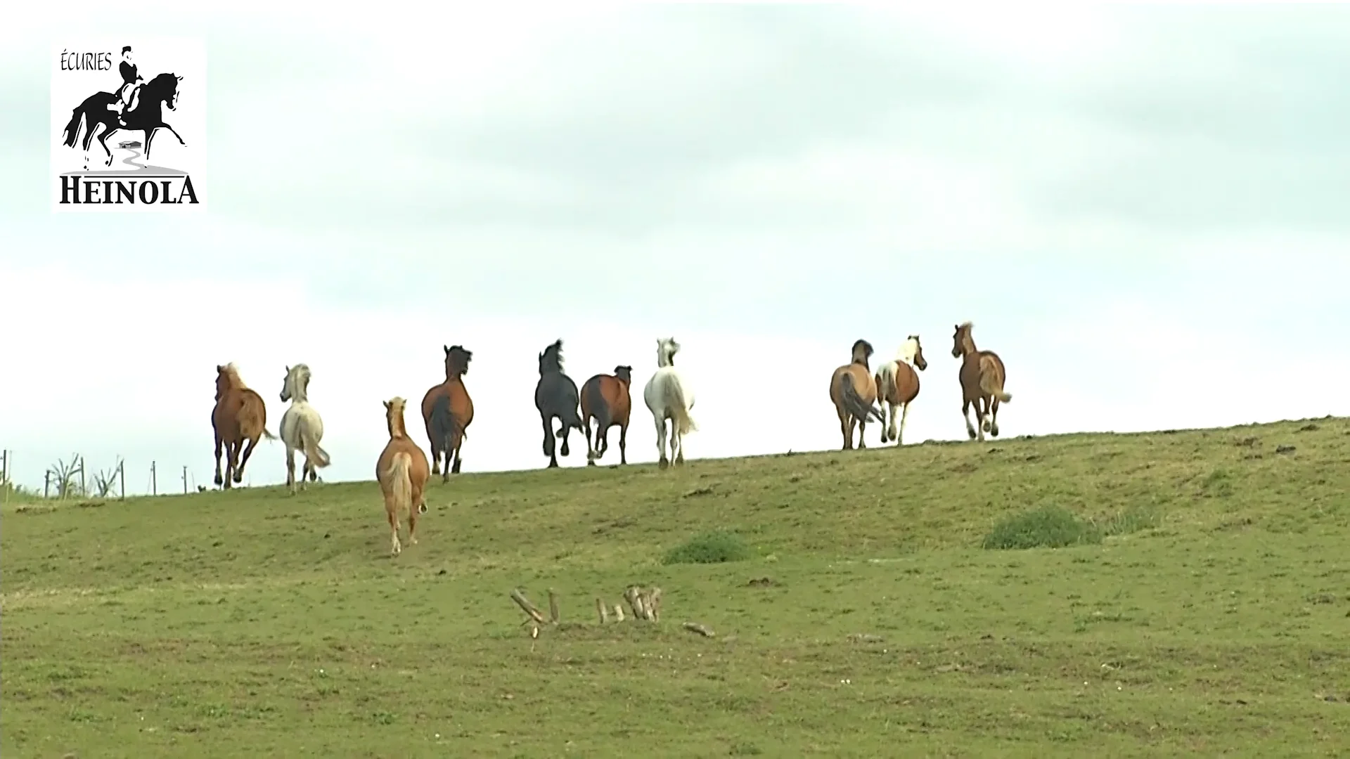 A la découverte des écuries Heinola ...