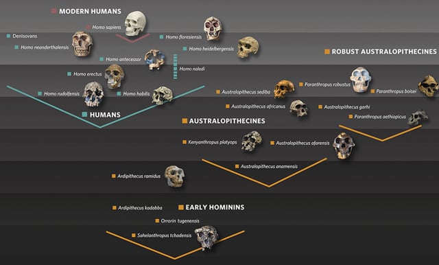 From a number of hominins to one — Science Learning Hub