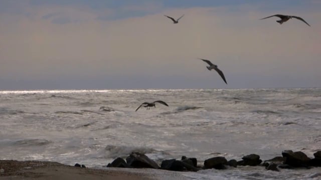 Seagulls Soar Above The Sea Bird - Free video on Pixabay