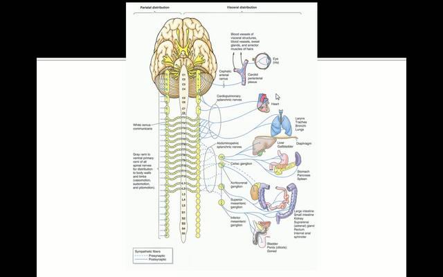 COMLEX OMT Board Review of Osteopathic Medicine Sympathetics on Vimeo