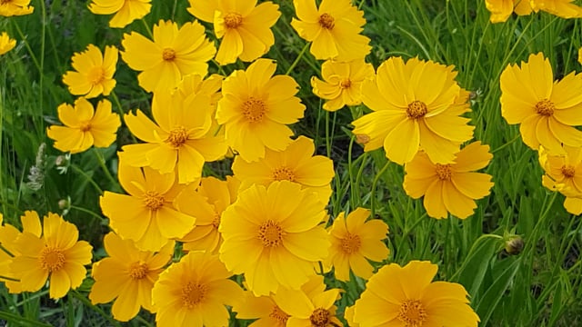 2 + 무료 노란꽃 & 금계국 동영상, HD & 4K 영상 - Pixabay