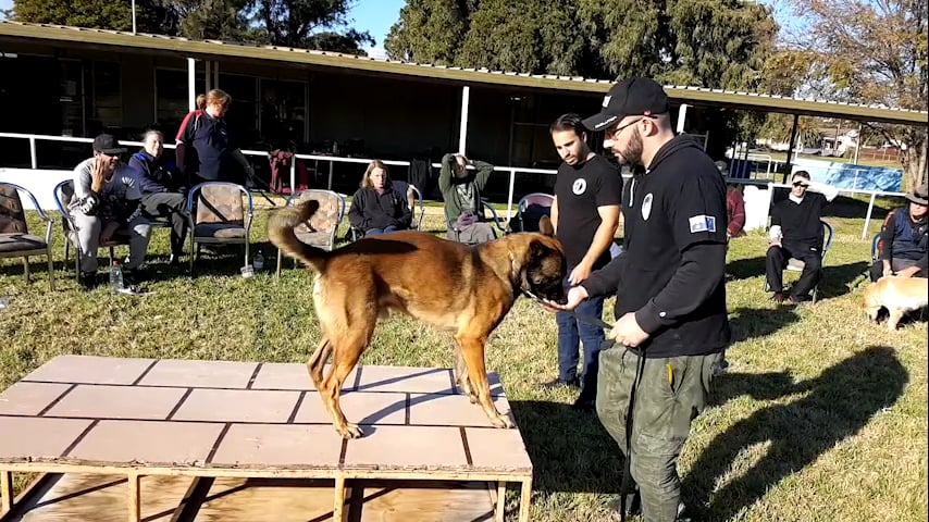 OzcorpK9 / Advanced K9 - OB Seminar Adelaide 2017 on Vimeo