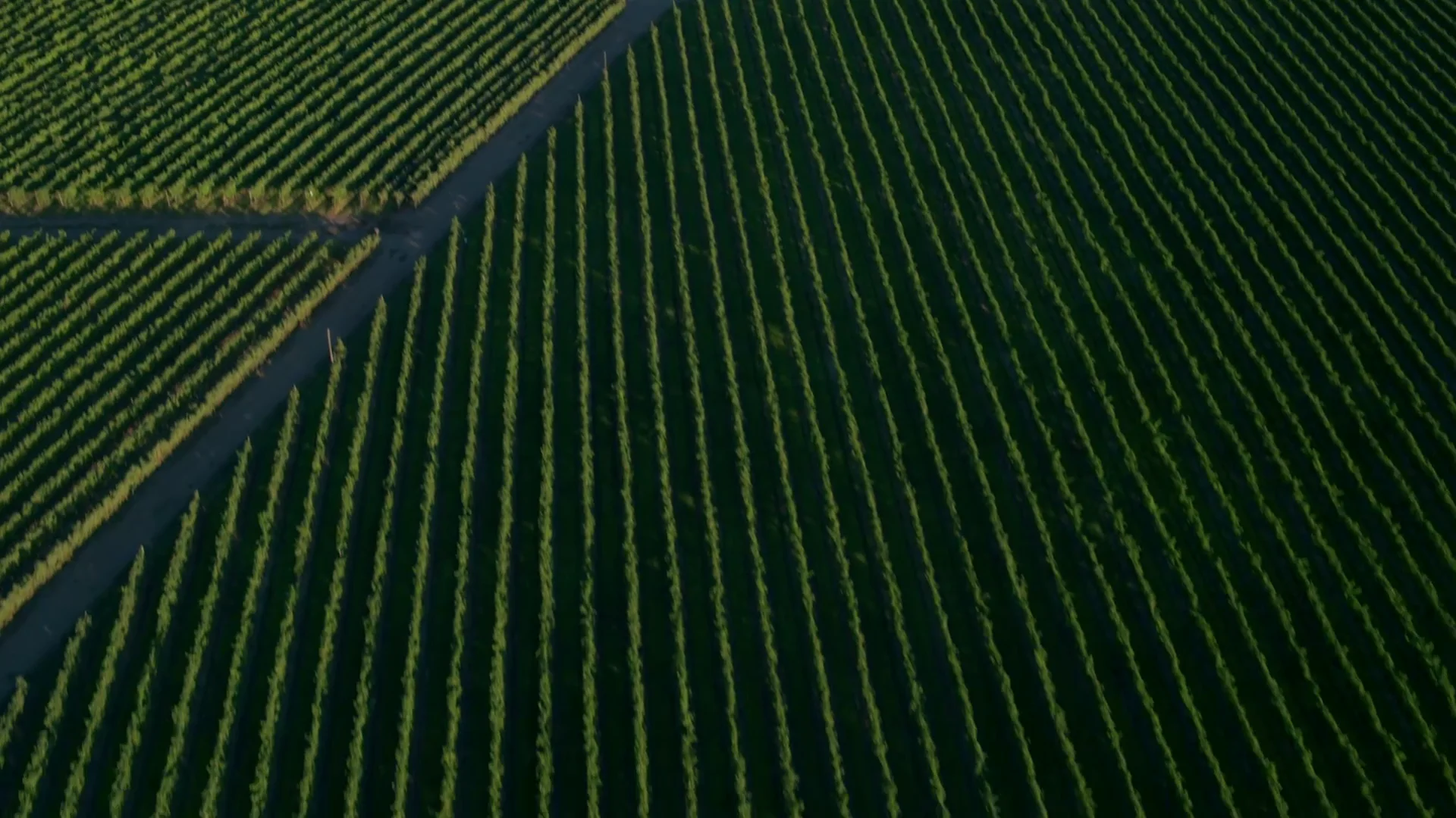 TORREALBA WINE on Vimeo