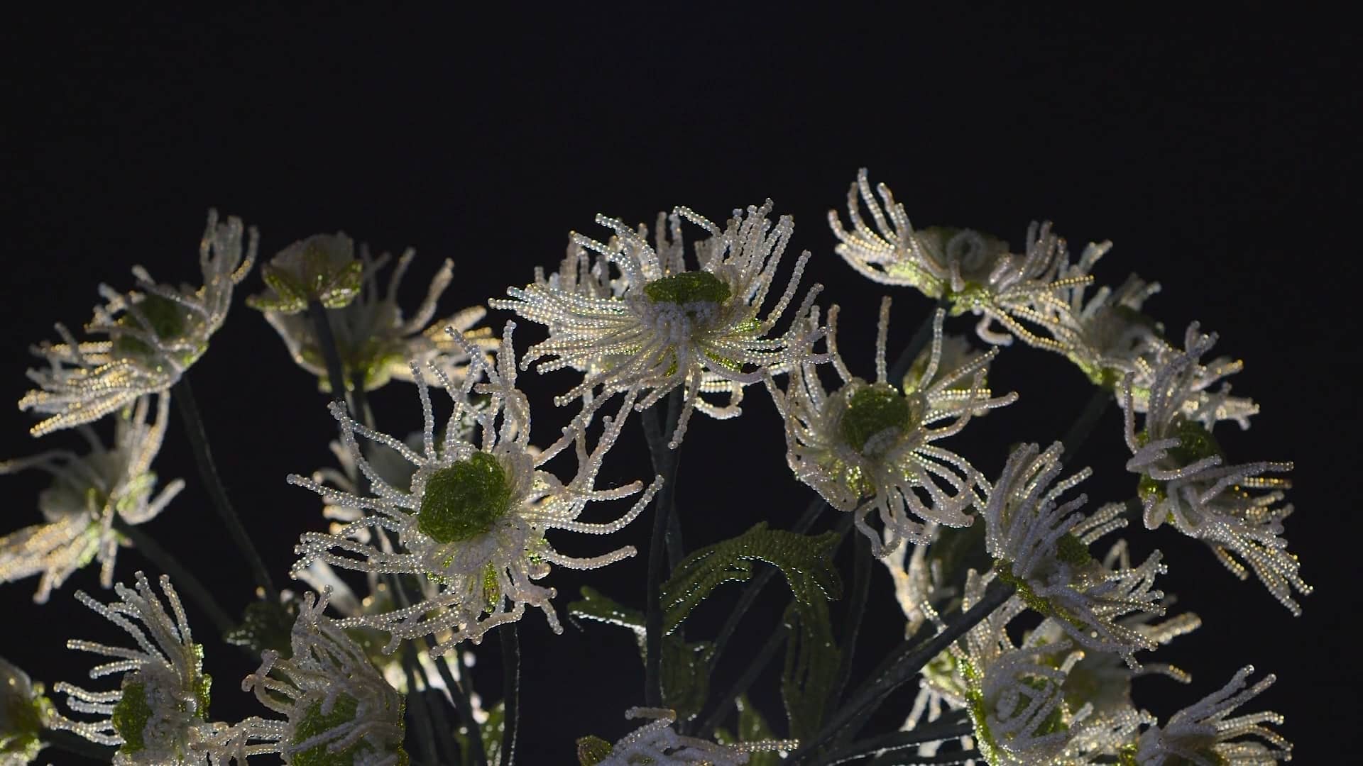 FLOWER FOREVER | FLORA IN VITRO on Vimeo