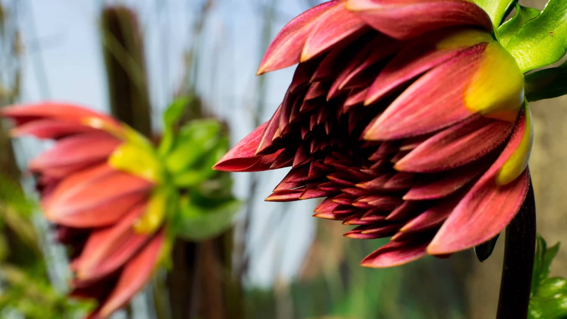 Flowers 4k on Vimeo