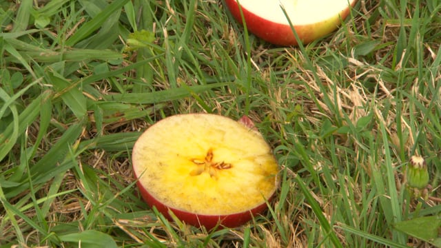 Ripeness — Science Learning Hub