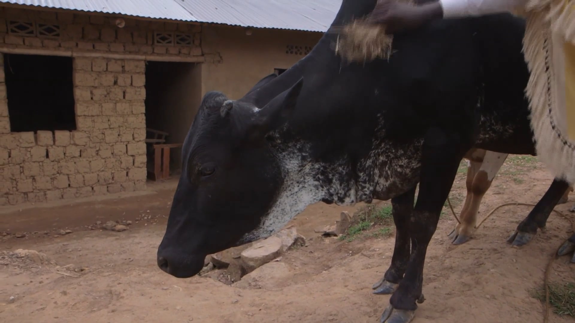 ICCM Rwanda Cow Project on Vimeo