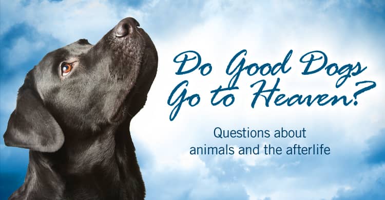 Do Good Dogs Go to Heaven Trailer on Vimeo