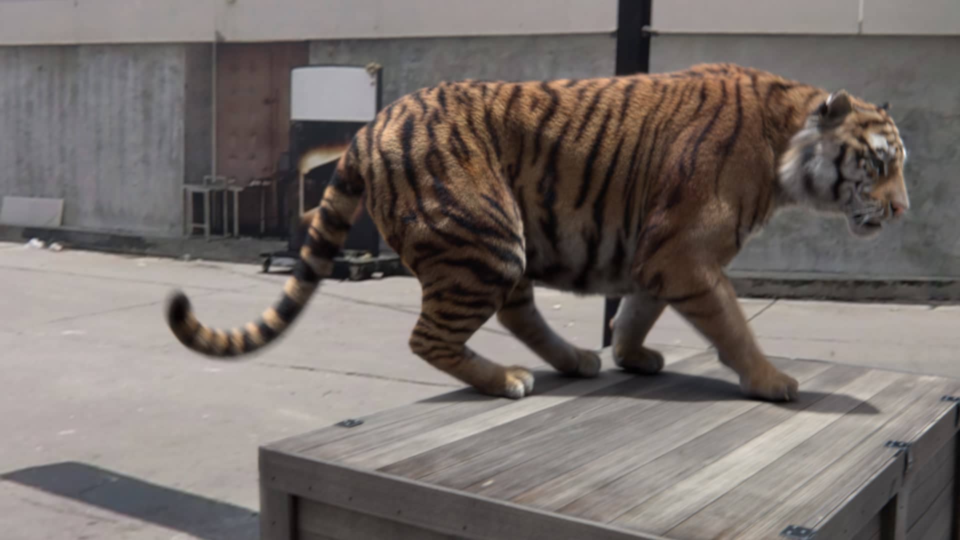 Tiger_testFinal on Vimeo