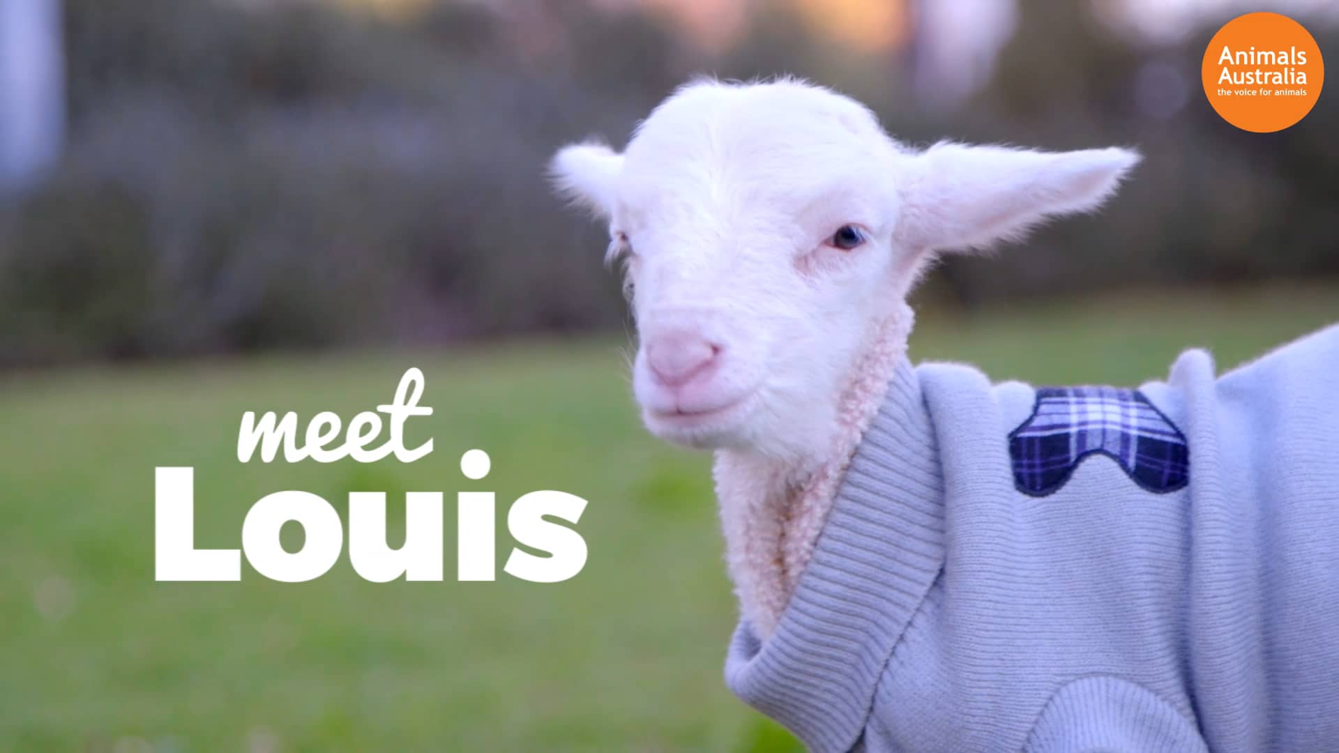 Meet Louis on Vimeo