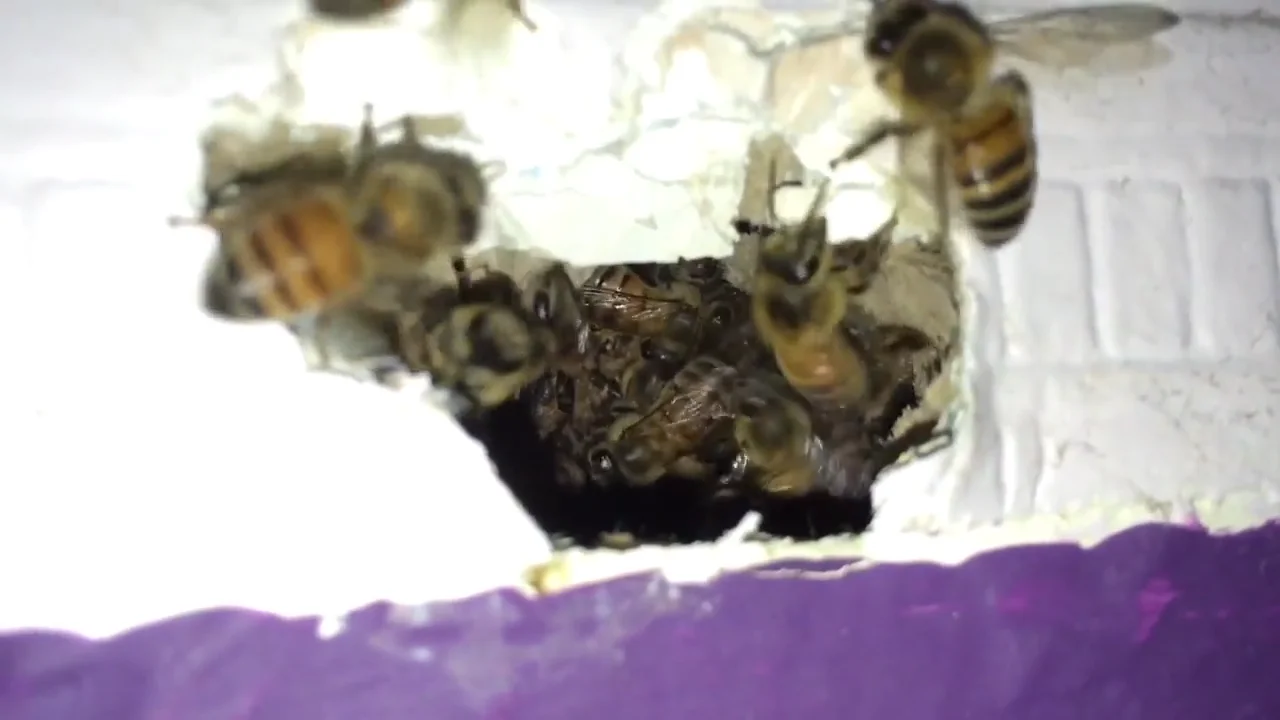 Bees Inside Wall- Ohhhh Noooo on Vimeo