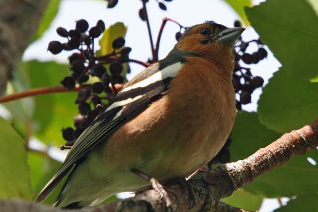 Recently arrived birds — Science Learning Hub