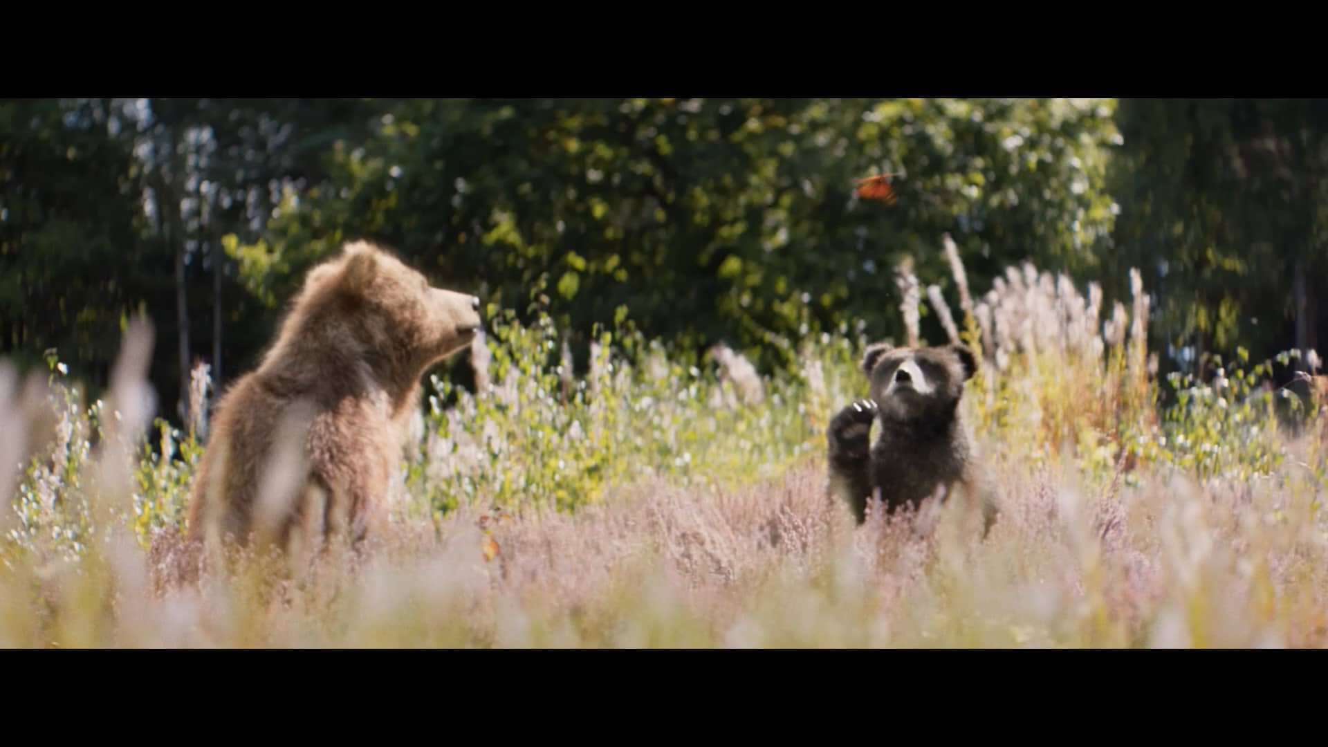 Center Parcs - Bears on Vimeo
