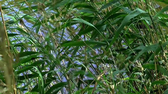 Reeds Summer River - Free video on Pixabay