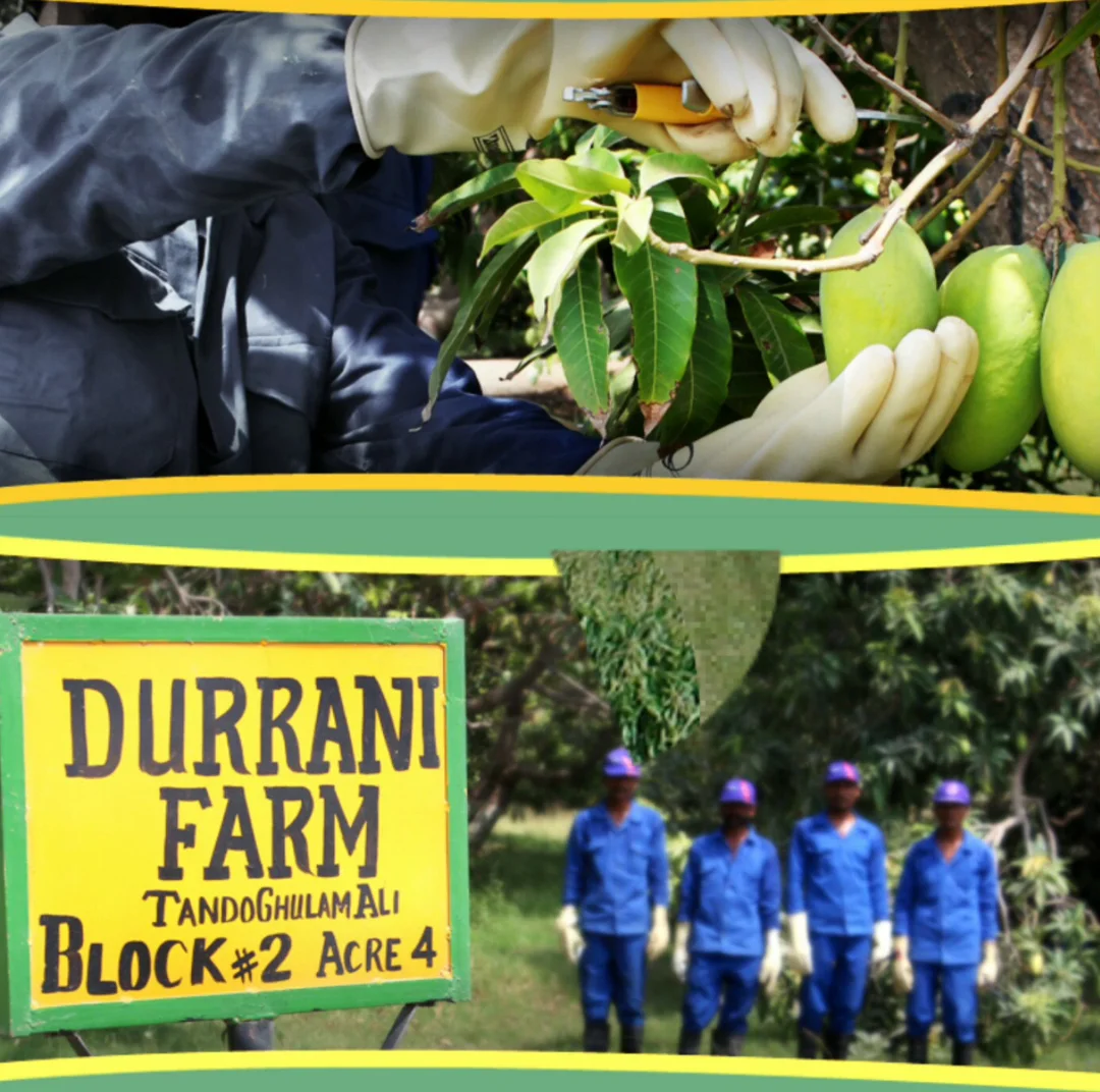 DurraniFarms-Video on Vimeo
