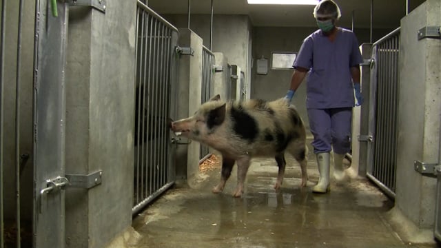 Designated pathogen-free pig facilities — Science Learning Hub