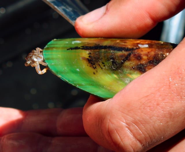 The risky life of a male pea crab — Science Learning Hub