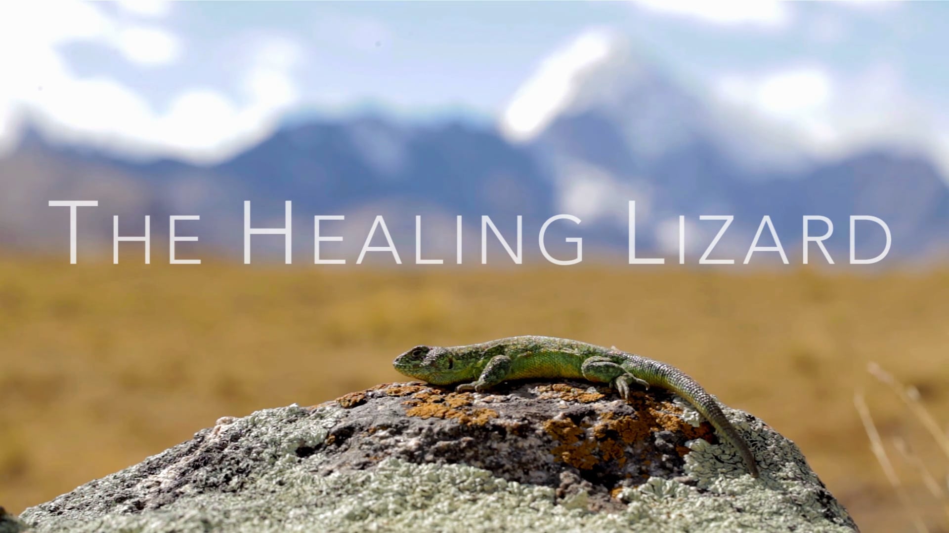 The Healing Lizard on Vimeo