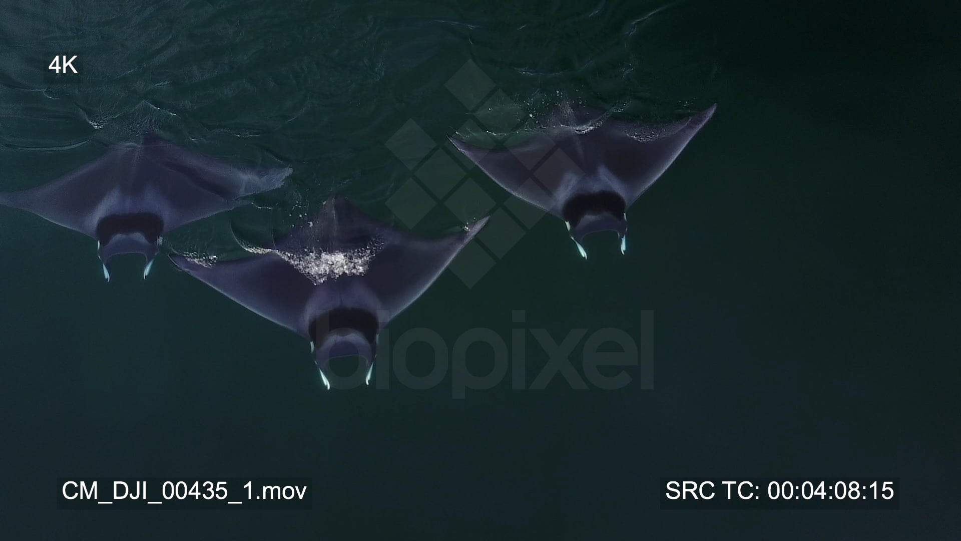 Manta Ray - Aerial - Manta rays 4K on Vimeo