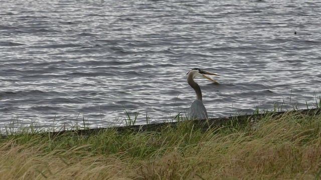 Bird, Heron, Slow. Free Stock Video - Pixabay