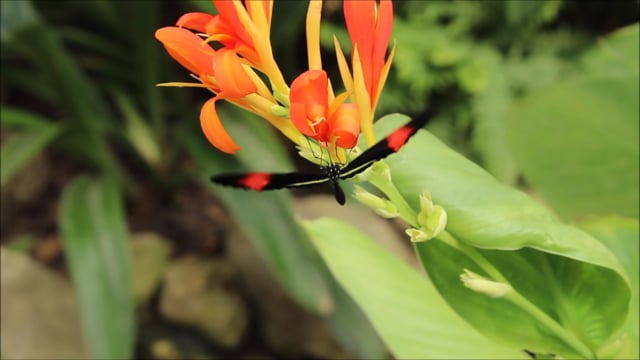 Insect Videos: Download 2,146+ Free 4K & HD Stock Footage Clips - Pixabay