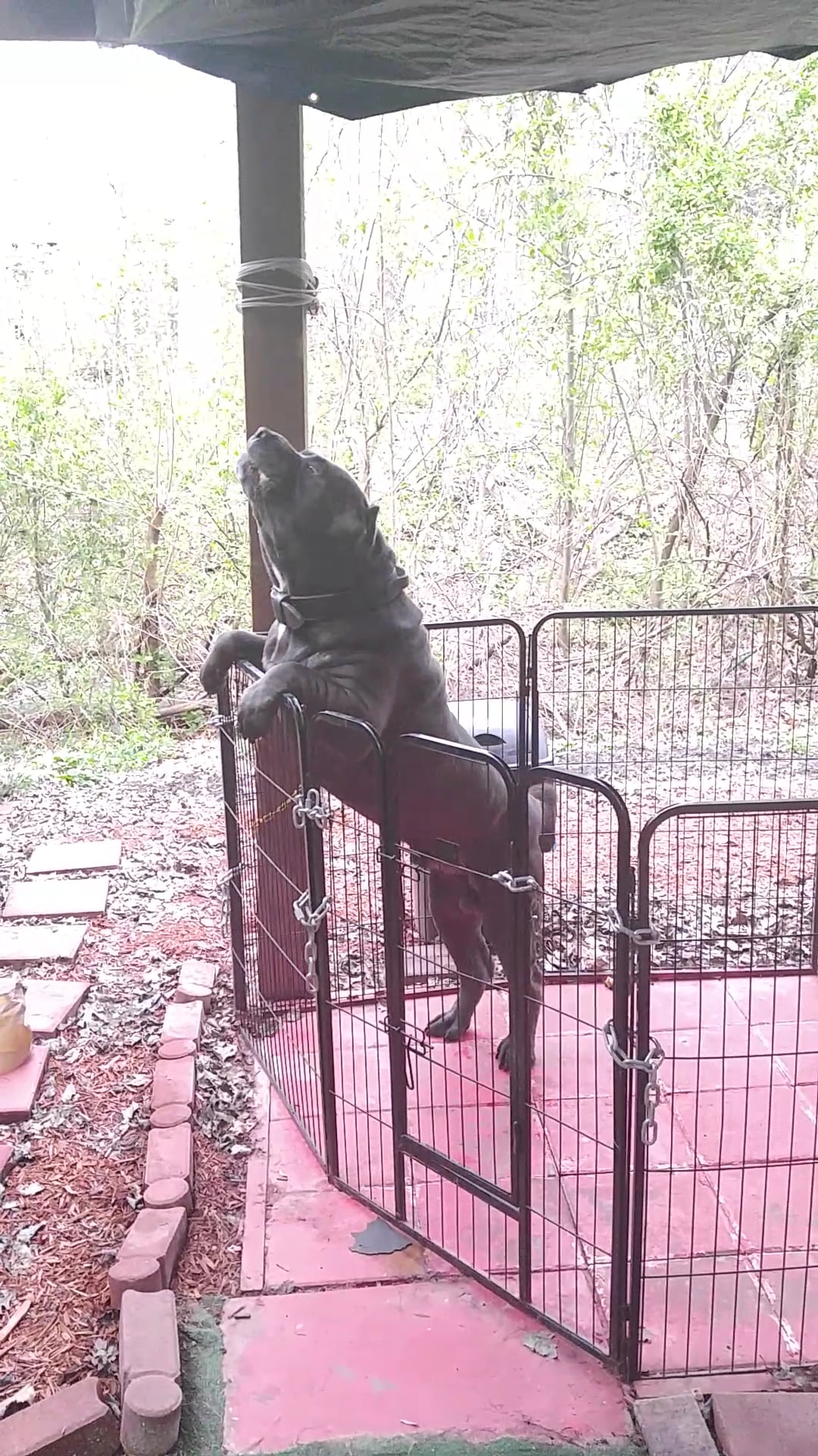 Rocky (Cane Corso) on Vimeo