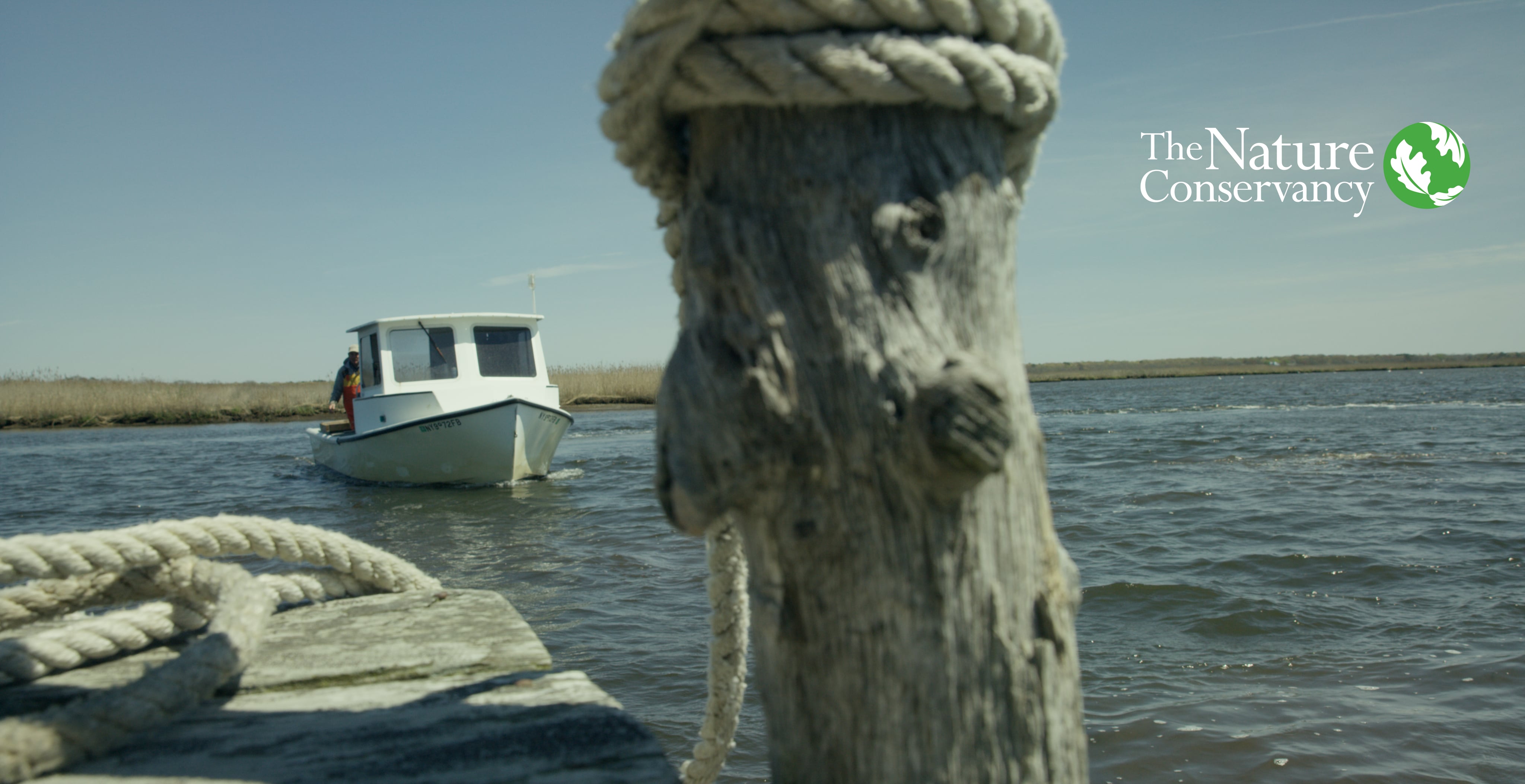 "Save the Terrapins" - The Nature Conservancy | Videos & Movies on Vimeo