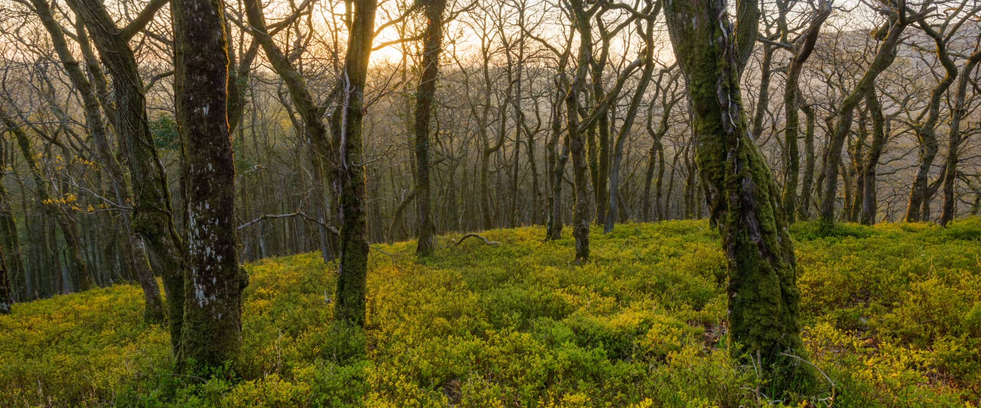 We are the Woodland Trust on Vimeo