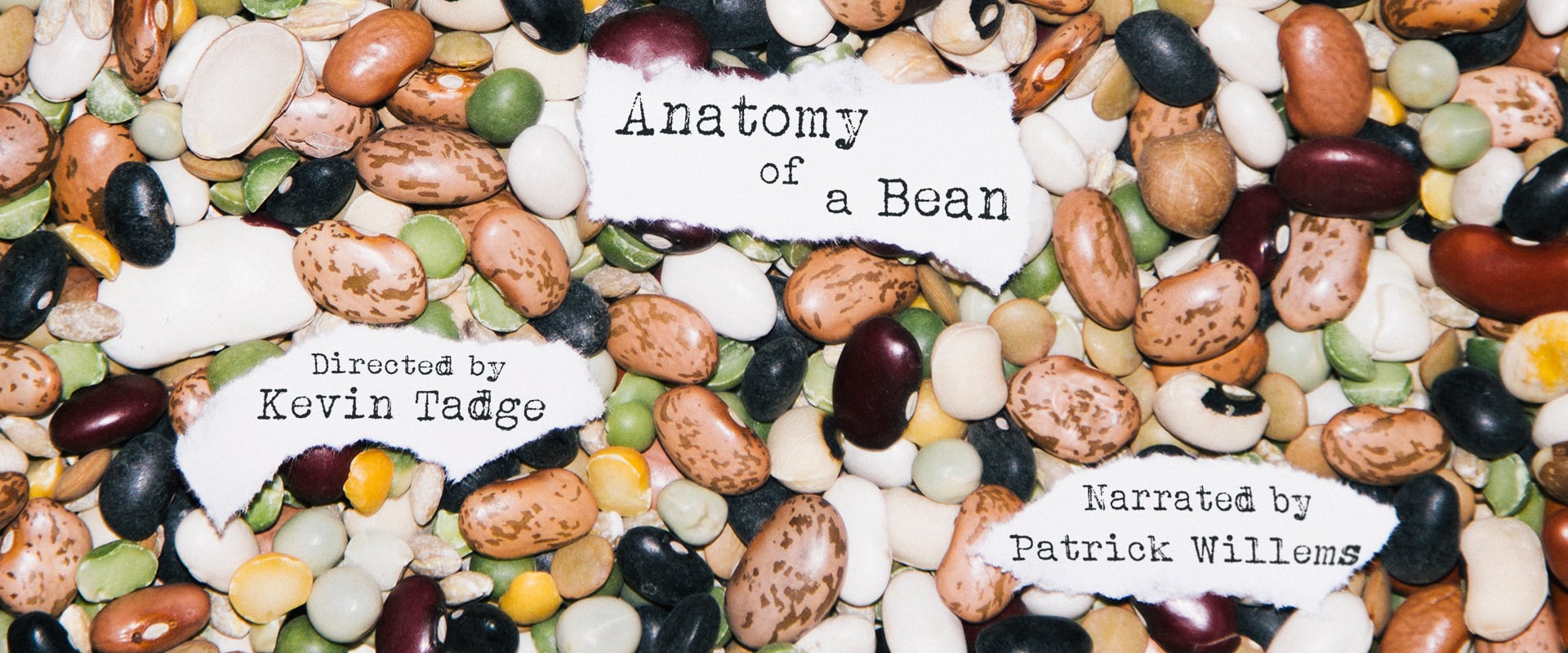 Anatomy of a Bean