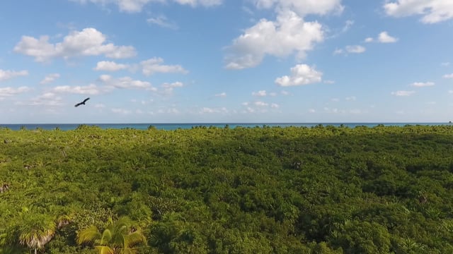Costa Floresta Praia - Free video on Pixabay - Pixabay